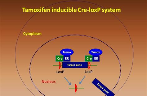 ImmunoTrends Conditional Inactivation Of A Gene Using A Cre LoxP
