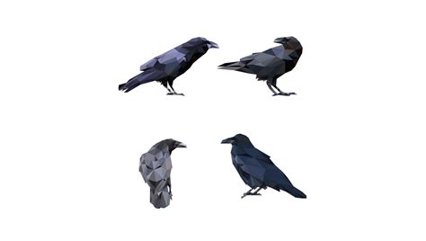 Crows Once Again Prove Their Braininess By Conquering Geometry Iflscience