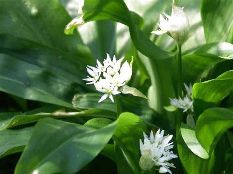 Черемша (Медвежий лук, Дикий чеснок) (Allium ursinum L.), лекарственные ...