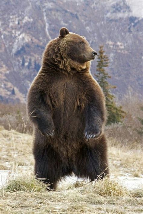 grizzly
