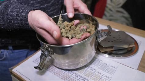 Медик Не препоръчвам употребата на канабис при онкозаболявания Nova News