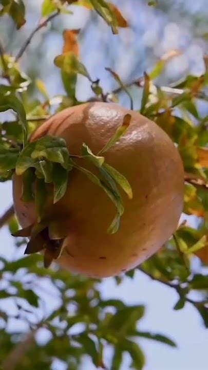 Beautiful Quran Recitation Nature Qari Raad Al Kurdi Youtube
