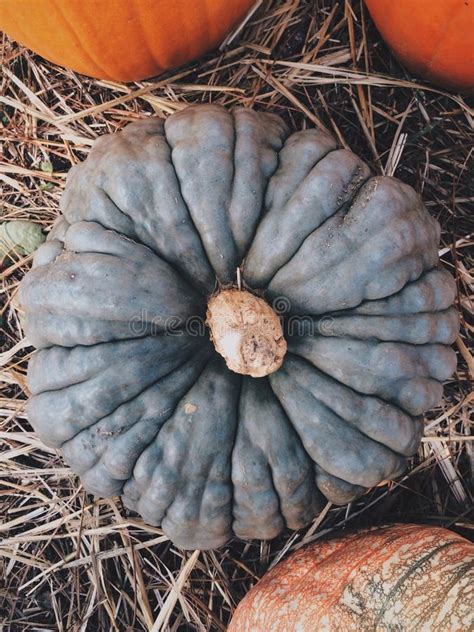 Pumpkin Patch Stock Image Image Of Lumpy Green Pumpkin 62576679