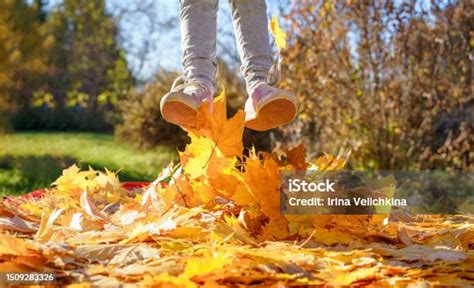 가을 나뭇잎과 함께 트램펄린을 타고 점프하는 소녀 아이 밝은 노란색 주황색 단풍 나무입니다 아이는 걷고 재미있게 놀고 가을 뒤뜰에서 놀고 있습니다 가을 공원에서 야외 재미