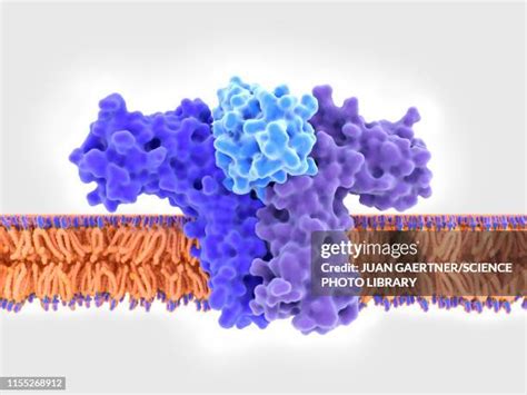 Receptor Protein In Cell Membrane