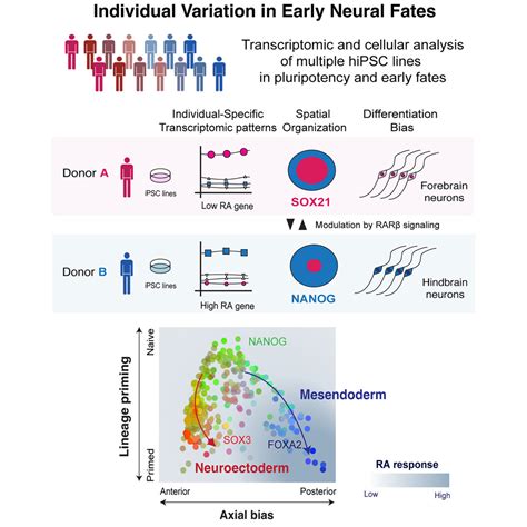 Individual Variation In The Emergence Of Anterior To Posterior Neural