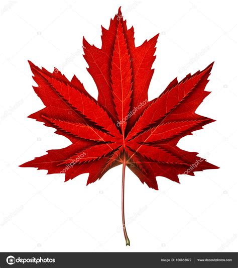 Japanese Maple Leaf Vs Pot Leaf