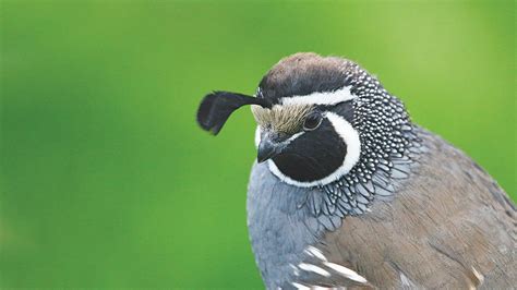 Installation Des Faisans Cailles Et Perdrix • Ferme De Beaumont