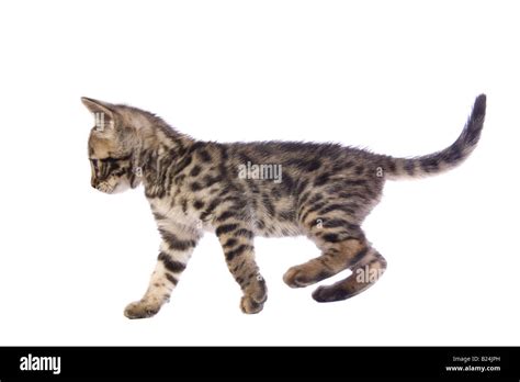 Cute Brown Bengal Kitten Sideview Isolated On White Background Stock