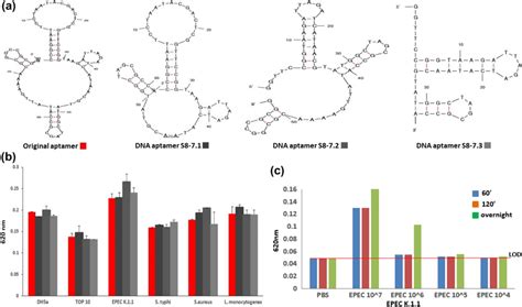 Effect Of Dna Aptamer Sequence Truncation On Aunp Based Aptasensor