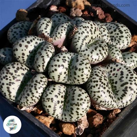 Conophytum Obcordellum 40 Seeds Jspseeds