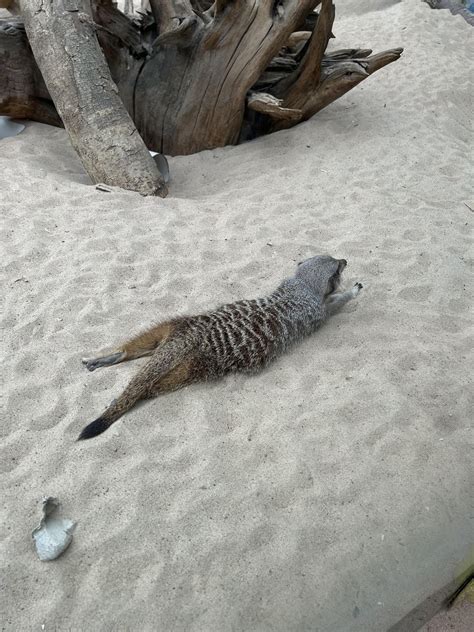 Have You Ever Seen A Meerkat Sploot Rsploot