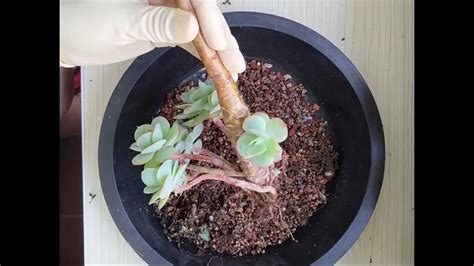 비취후리데 친구네가게꺼 분갈이해요 ~ Youtube