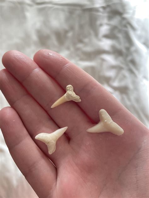 Can Someone Help Me Identify These Teeth Found In Cancun Mexico R