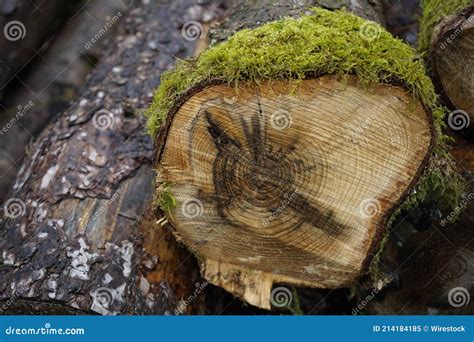 Tree Trunk With Annual Rings Stock Image Image Of Pattern Trunk