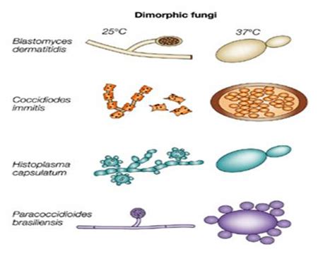 Diagram Diagrams Of Septate And Aseptate Fungi Mydiagramonline