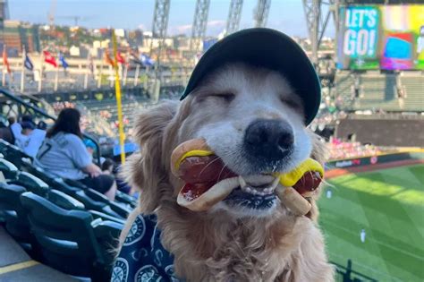 Perro Causa Sensación En El Béisbol Por Comer Un Hot Dog Patas En Casa