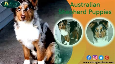 Ppt Australian Shepherd Puppies Get The Popular Dog Breed At Rising