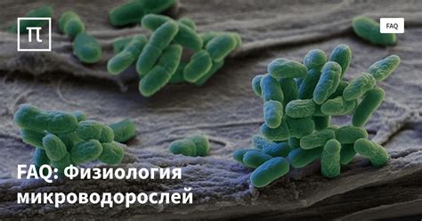 Faq Физиология микроводорослей — все самое интересное на ПостНауке