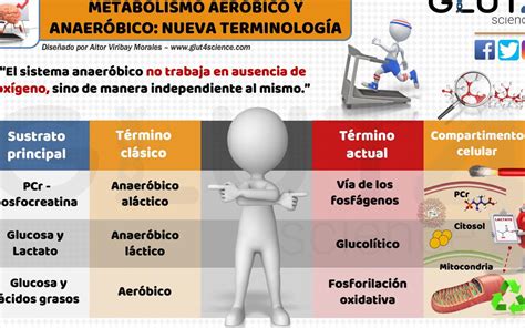 Descubre Las Diferencias Clave Entre La Capacidad Aer Bica Y Anaer Bica