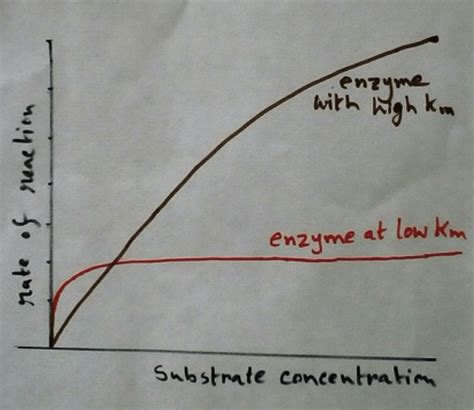Factors Affecting Enzyme Activity Substrate Concentration Temperature