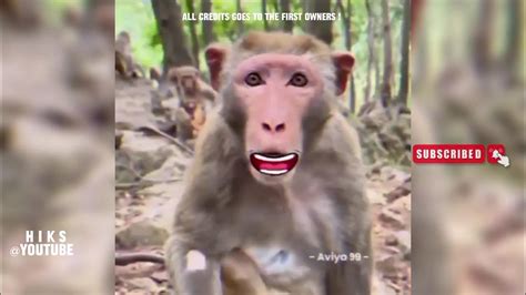 18 සත්තු කතා කරන වීඩියෝ Part2 සත්තුන්ගේ ආතල් කටක් දාලා Edit කරා