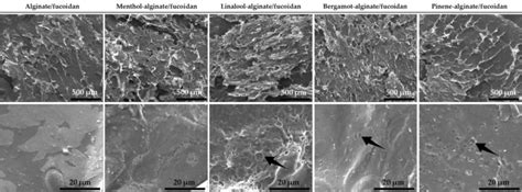 SEM micrographs of hydrogels top scale bars 500 µ m bottom scale