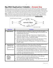 DNA Replication Foldable ANSWER KEY Pdf Big DNA Replication Foldable Answer Key What You