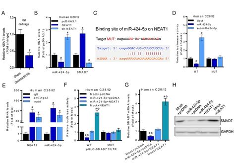 Neat1 Was Verified As A Candidate Interacting Lncrna Of Mir 424 5p And