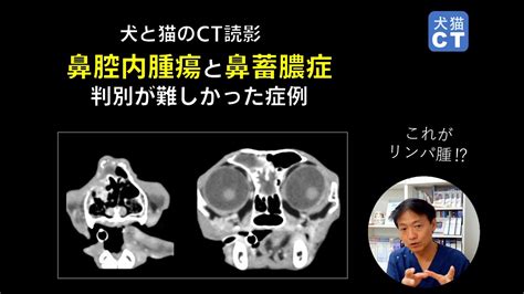 ＜獣医師向け＞猫の鼻腔内悪性腫瘍と化膿性鼻炎の判別が難しかった症例（8分40秒） Youtube