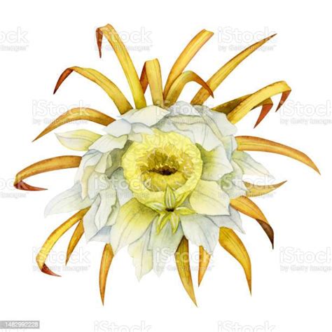 수채화 용 과일 꽃 식물 그림입니다 Pitaya Pitahaya 클립 아트 그리기 이국적인 선인장 피는 스티커와 열대 디자인을 위해 Whitye 배경에 고립되어 있습니다 0