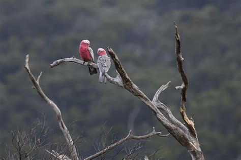 Galah Cockatoo Birds Rose Breasted Free Photo On Pixabay