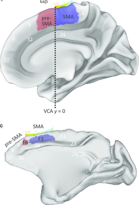 Supplementary Motor Area Mri