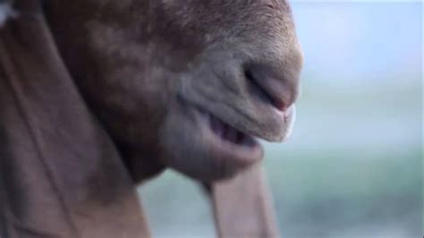 Eid Mubarak Funny Video Youtube