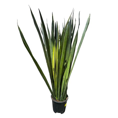 Sansevieria Black Gold (1.2mh) – Noah Garden Centre