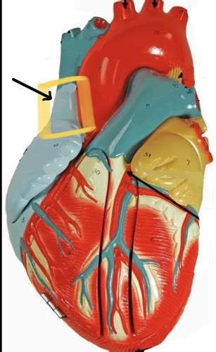 Heart Anatomy Flashcards Quizlet
