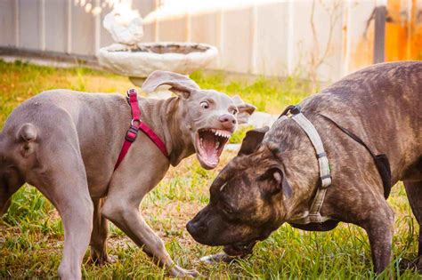 How To Stop Aggressive Behavior In Dogs