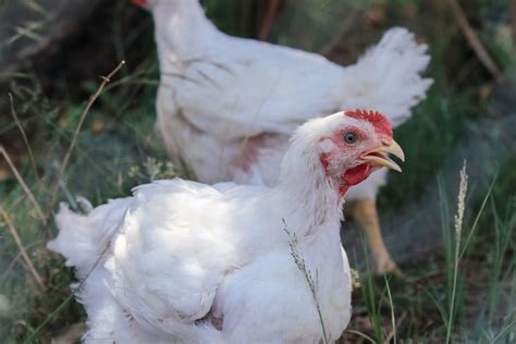 Kleinhans Free Range Brings Healthy Farm Meat To Your Table Proagri Media