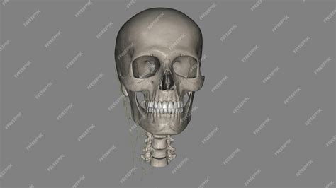 Premium Photo The Lymphatic Drainage Of The Head And Neck Is Unique
