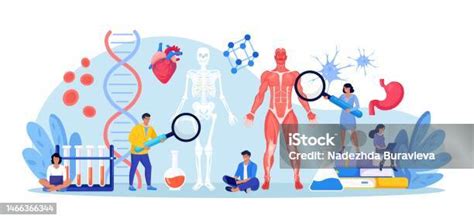 남성 근육계와 골격의 해부학을 연구하는 사람들 인체의 해부학 적 구조 의학 생리학 대학에서 생물학 수업 뼈 근육 혈액 시스템을 연구하는 학생 의과대학에 대한 스톡 벡터 아트