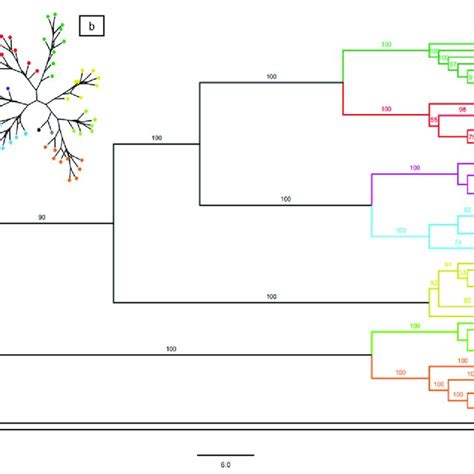 Phylogenetic Tree With Proportional Terminal Nodes A And Consensus