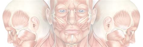 What Is The Facial Action Coding System Eia Group