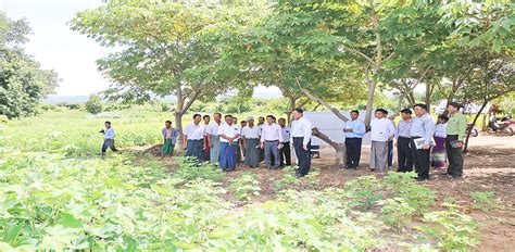 မကွေးတိုင်းဒေသကြီးအတွင်း ဝါသီးနှံစိုက်ပျိုးရေးလုပ်ငန်းများနှင့် ဝါစက