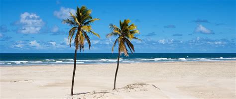 Download Wallpaper 2560x1080 Beach Palm Trees Sand Sea Summer Dual