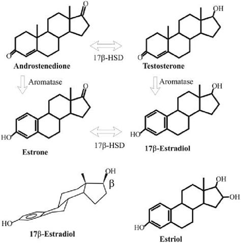 2 Estrogen Structures And Synthesis Download Scientific Diagram