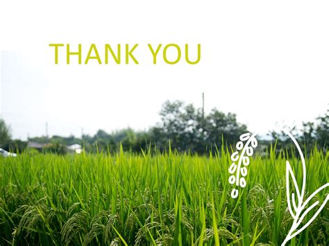Free Powerpoint Template An Ear Of Rice