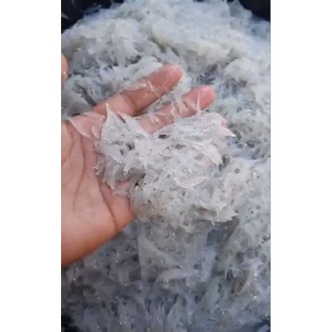Jual Ikan Teri Nasi Basah Mpasi 250gram Shopee Indonesia