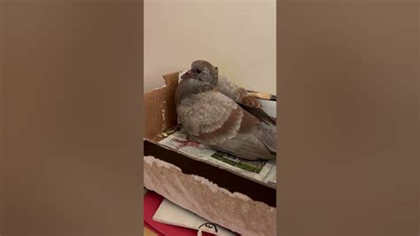 کاکلی هما از جنس گرگیها Youtube