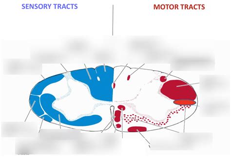 Diagram Of Week 2 Spinal Tracts Quizlet
