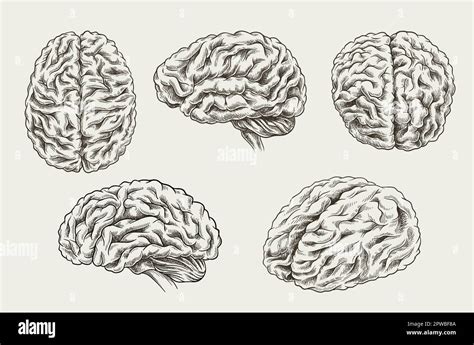 Brain Sketch Set Stock Vector Image And Art Alamy